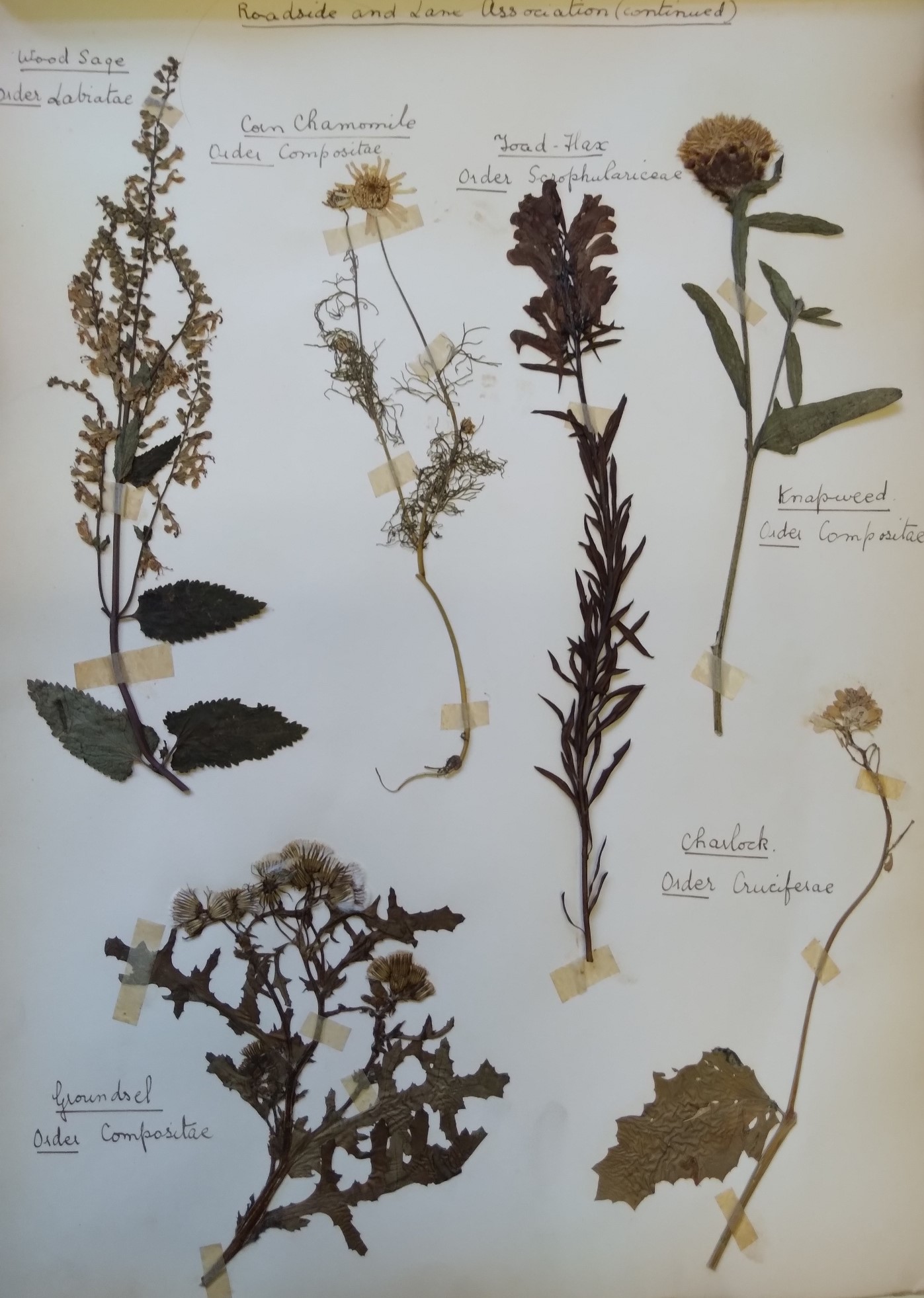 The Mystery of an old Botany Album (Herbarium) | Education, Mansfield ...