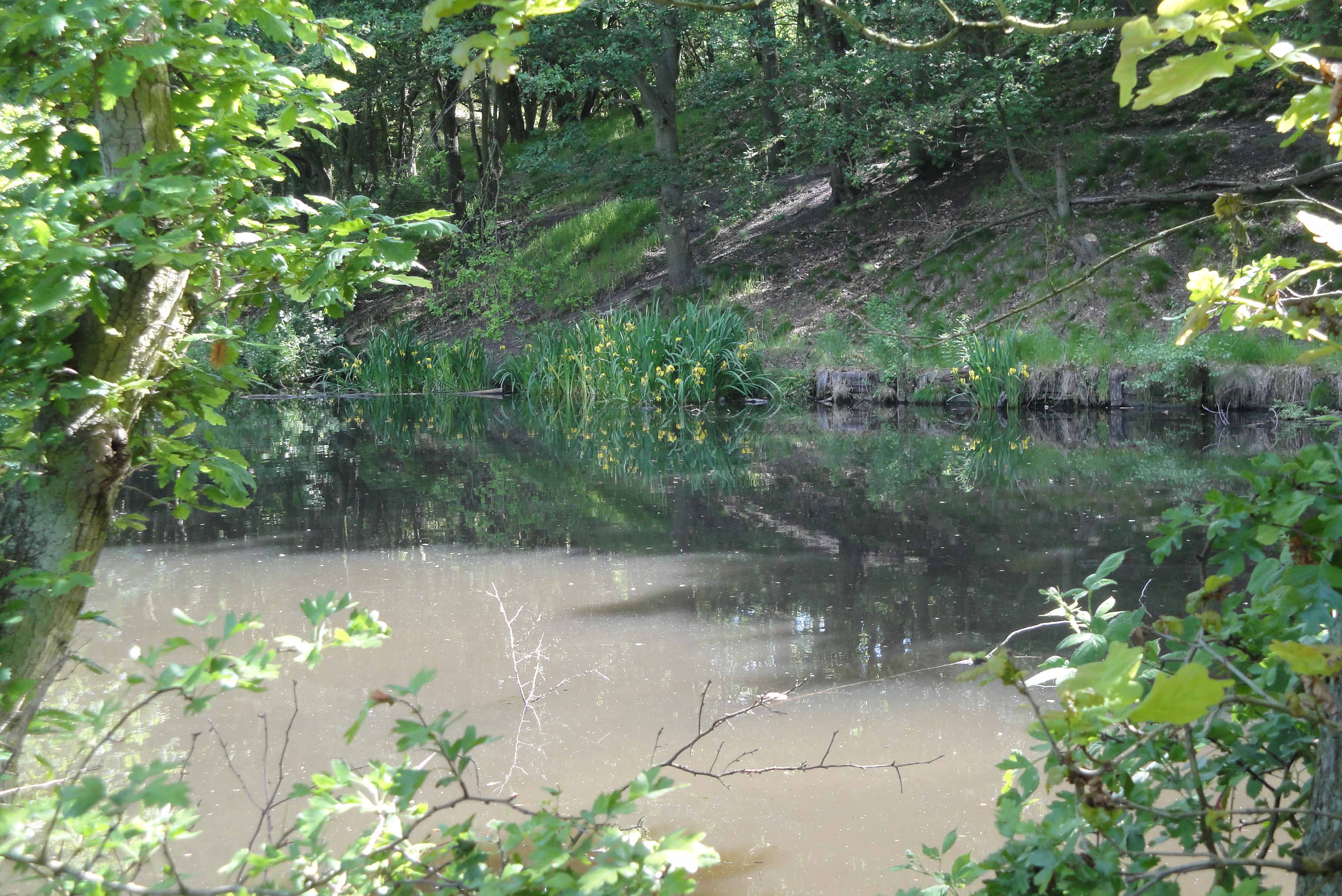 Spa Ponds Walk | Nature, Nature | Our Mansfield & Area