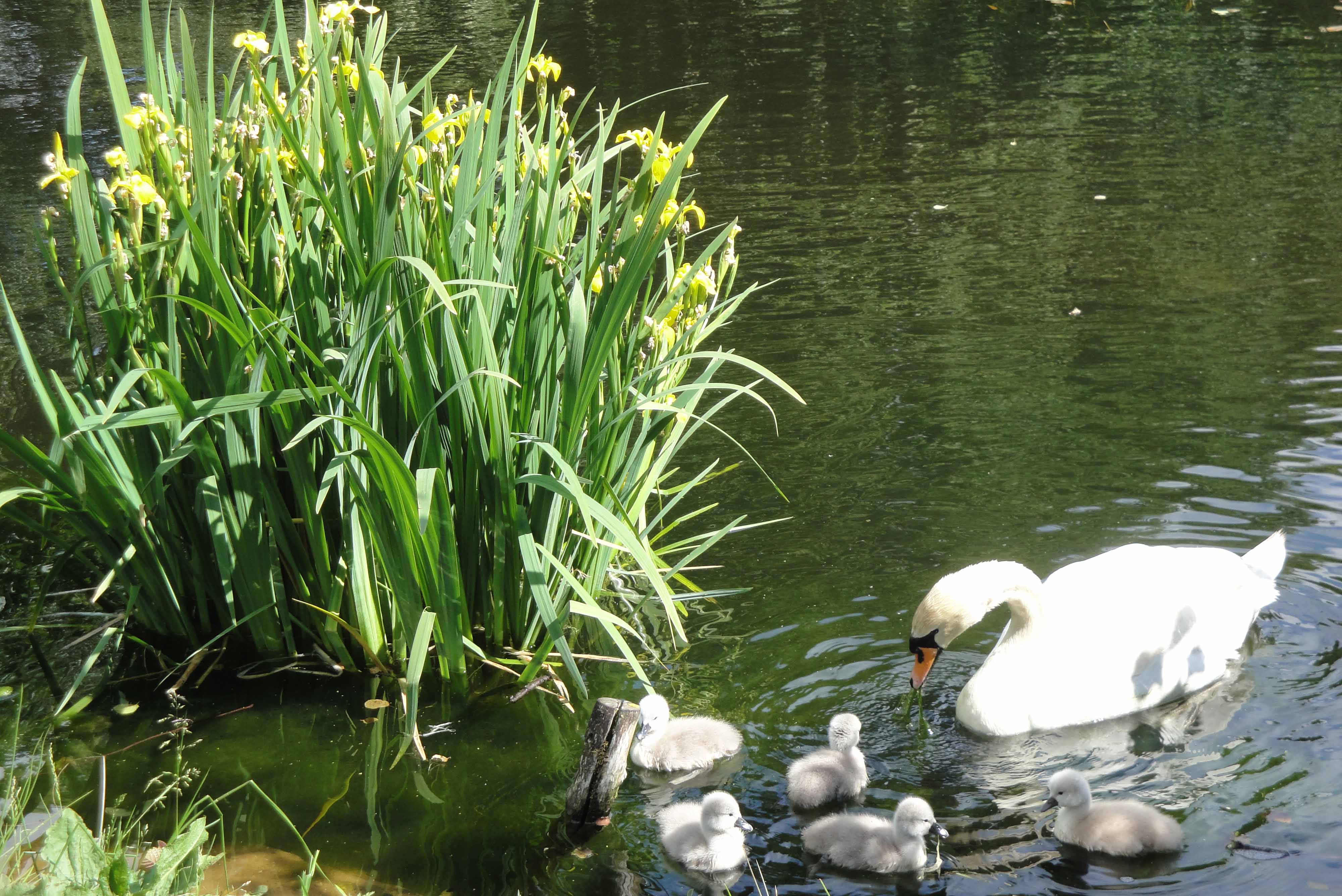 Spa Ponds Walk | Nature, Nature | Our Mansfield & Area