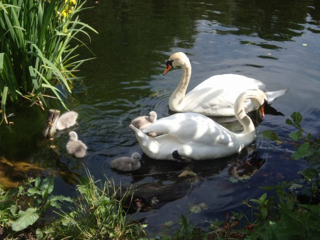 Spa Ponds Walk | Nature, Nature | Our Mansfield & Area