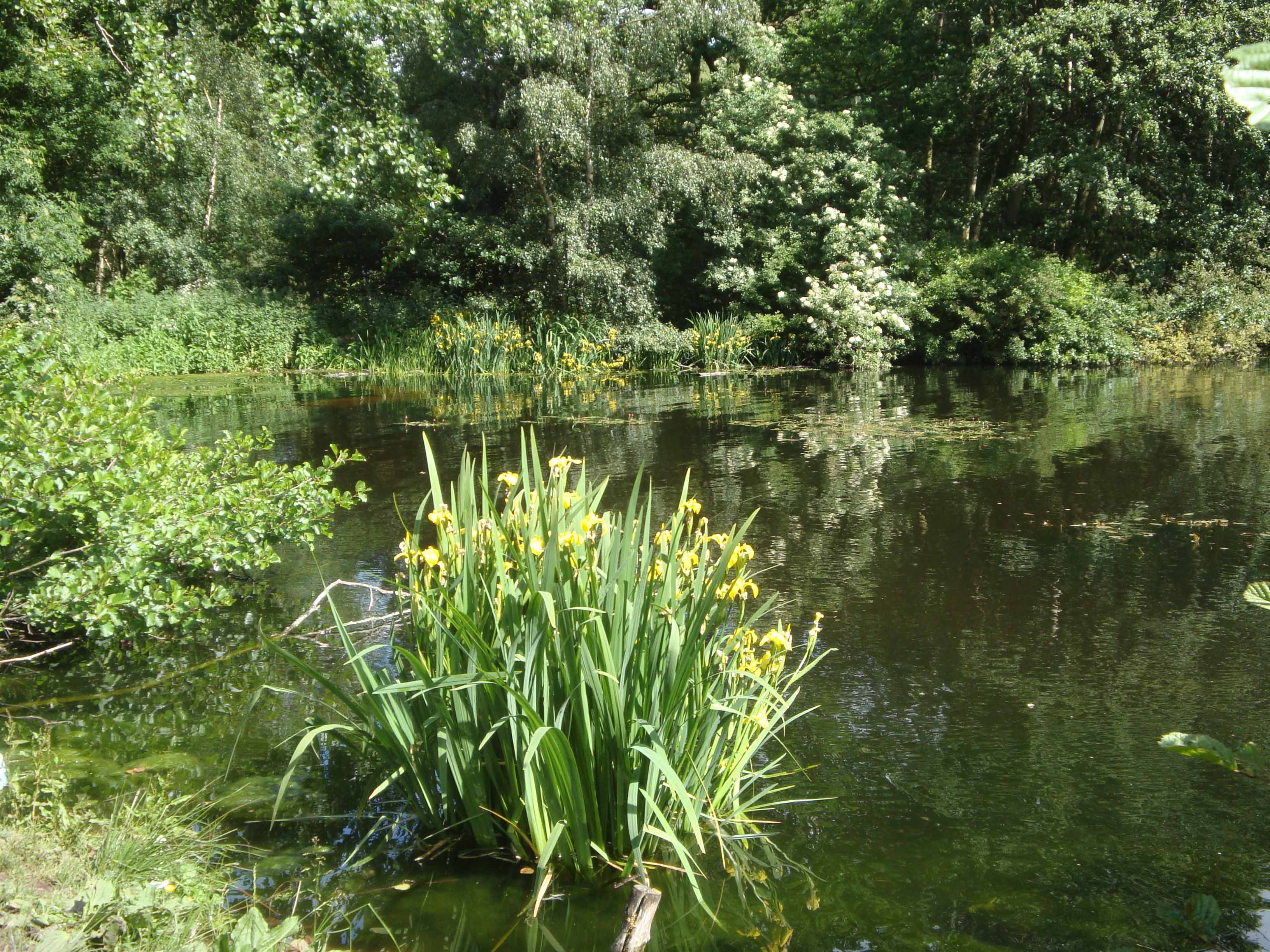 Spa Ponds Walk | Nature, Nature | Our Mansfield & Area